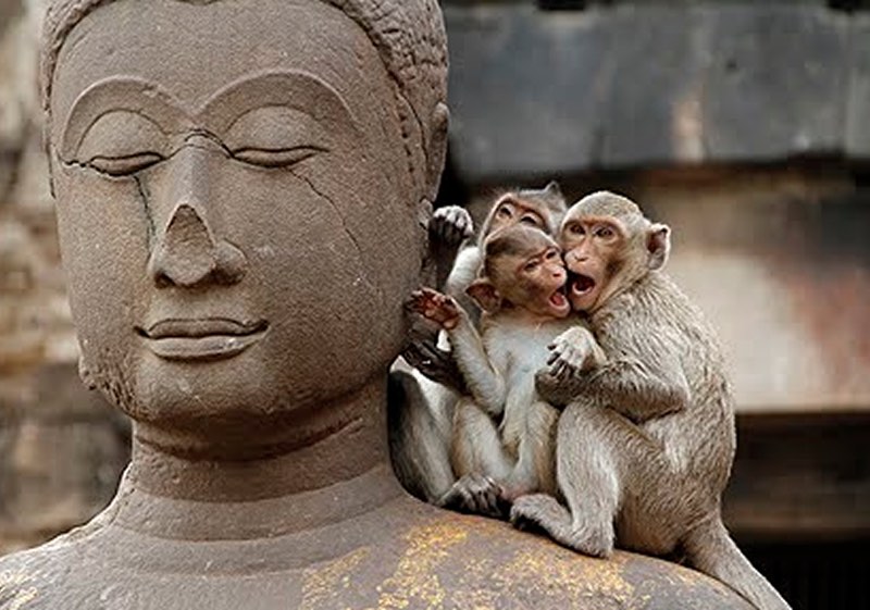 Do you have a monkey mind? - Sue Kohn-Taylor